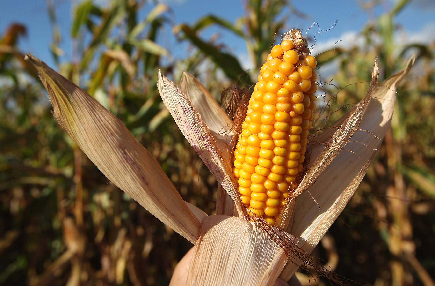 Corn - Image 12 from 10 Summer Superfoods You Should Try | BET