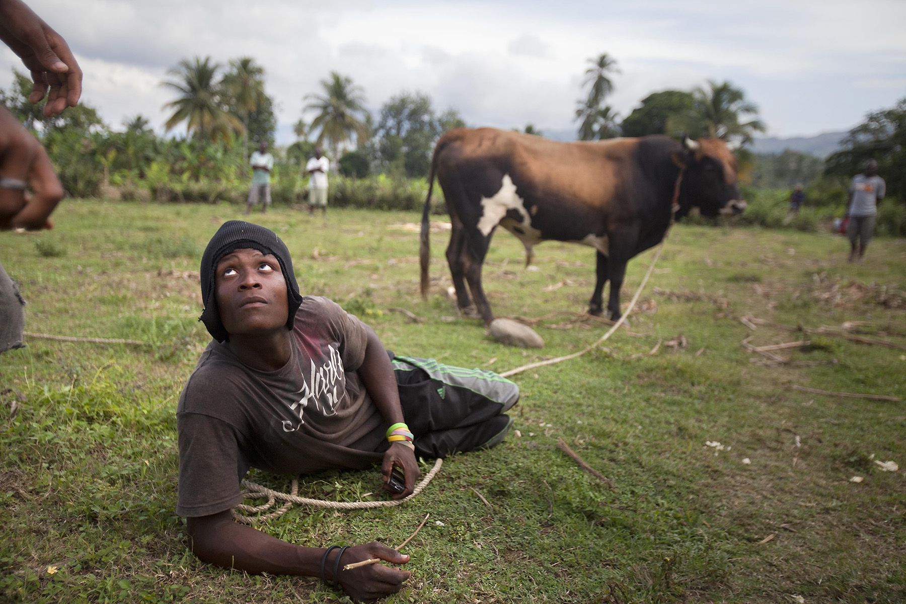Payday - The training - Image 9 from Haiti's Bull Fighting Culture ...