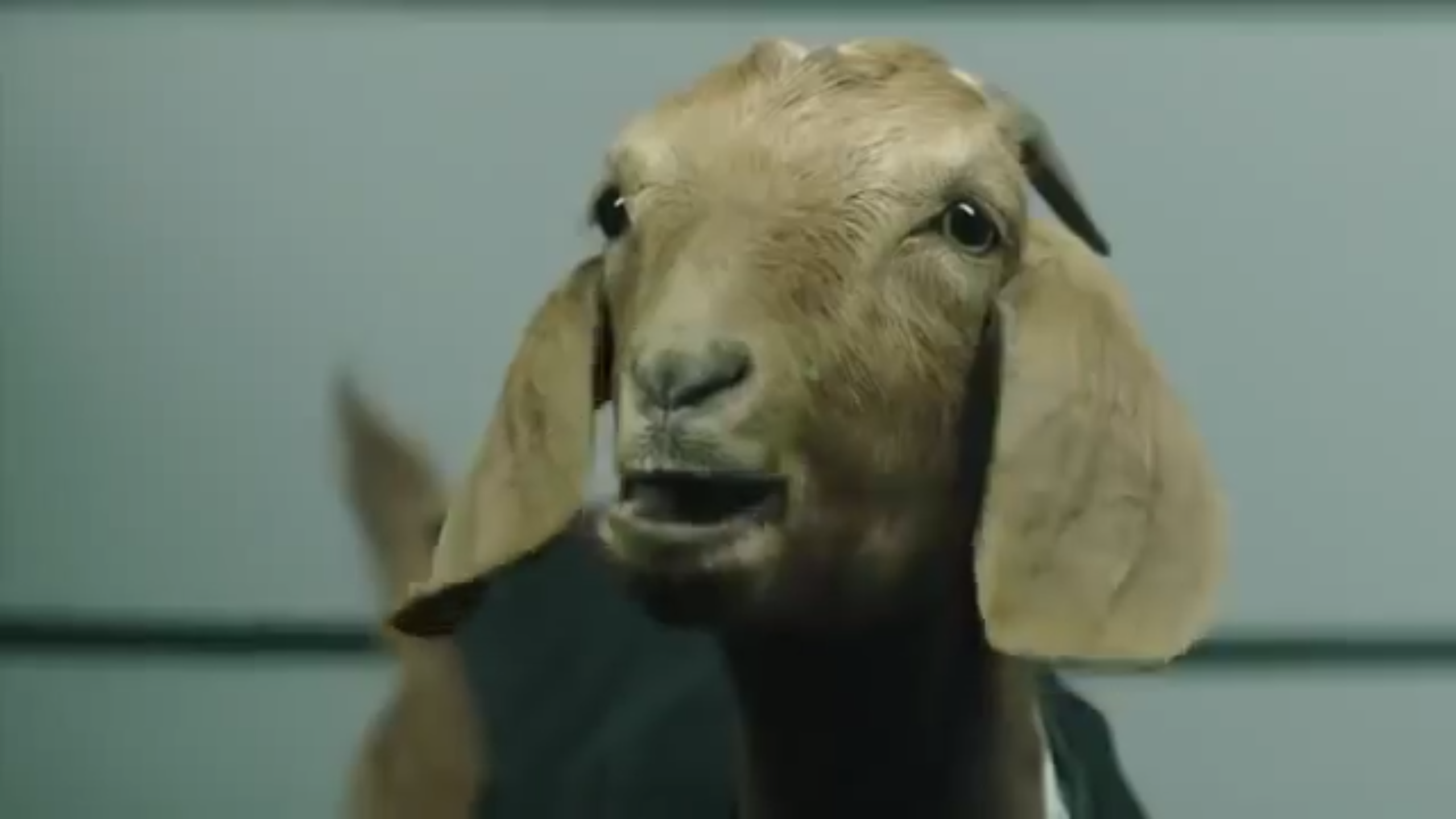 Felicia the Goat - - Image 8 from 10 Things We Learned From Tyler, the ...