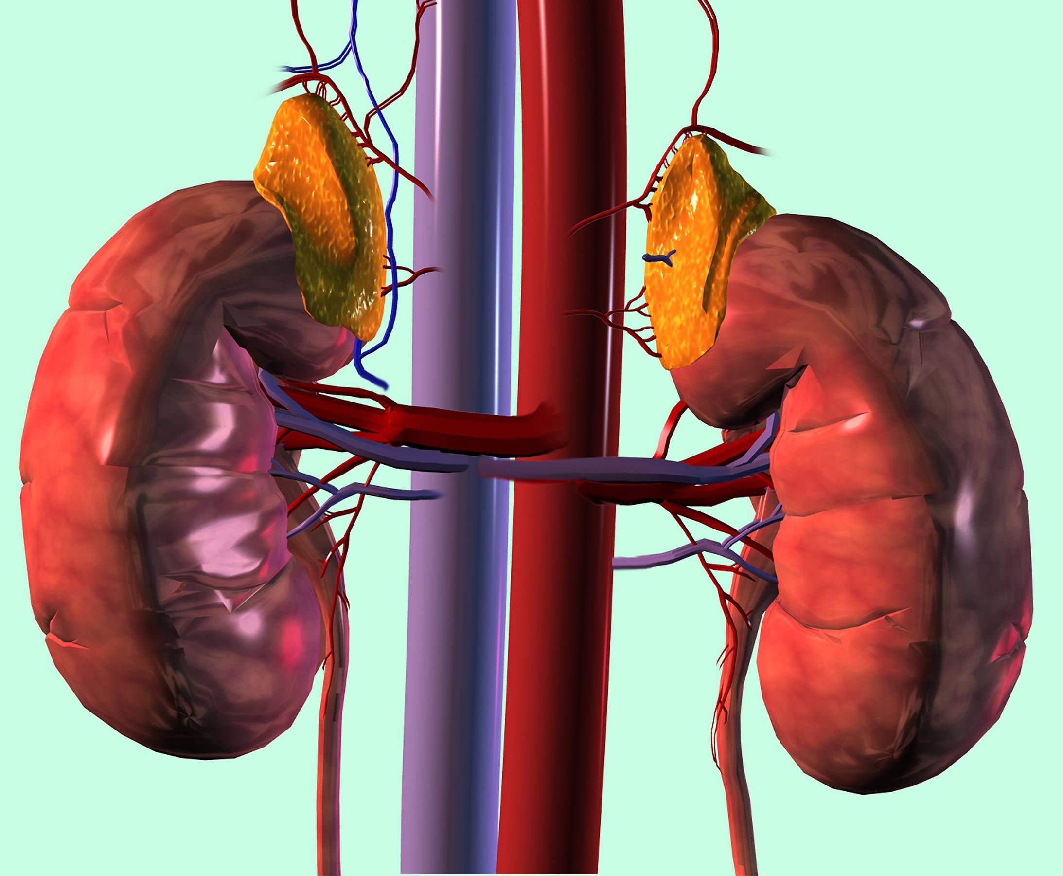 What Exactly Do Kidneys - Image 3 from What You Need to Know About ...