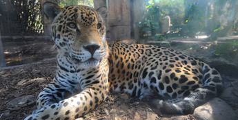 The Animal Lover - - Image 7 from Valentine’s Day: 10 Perfect Travel ...