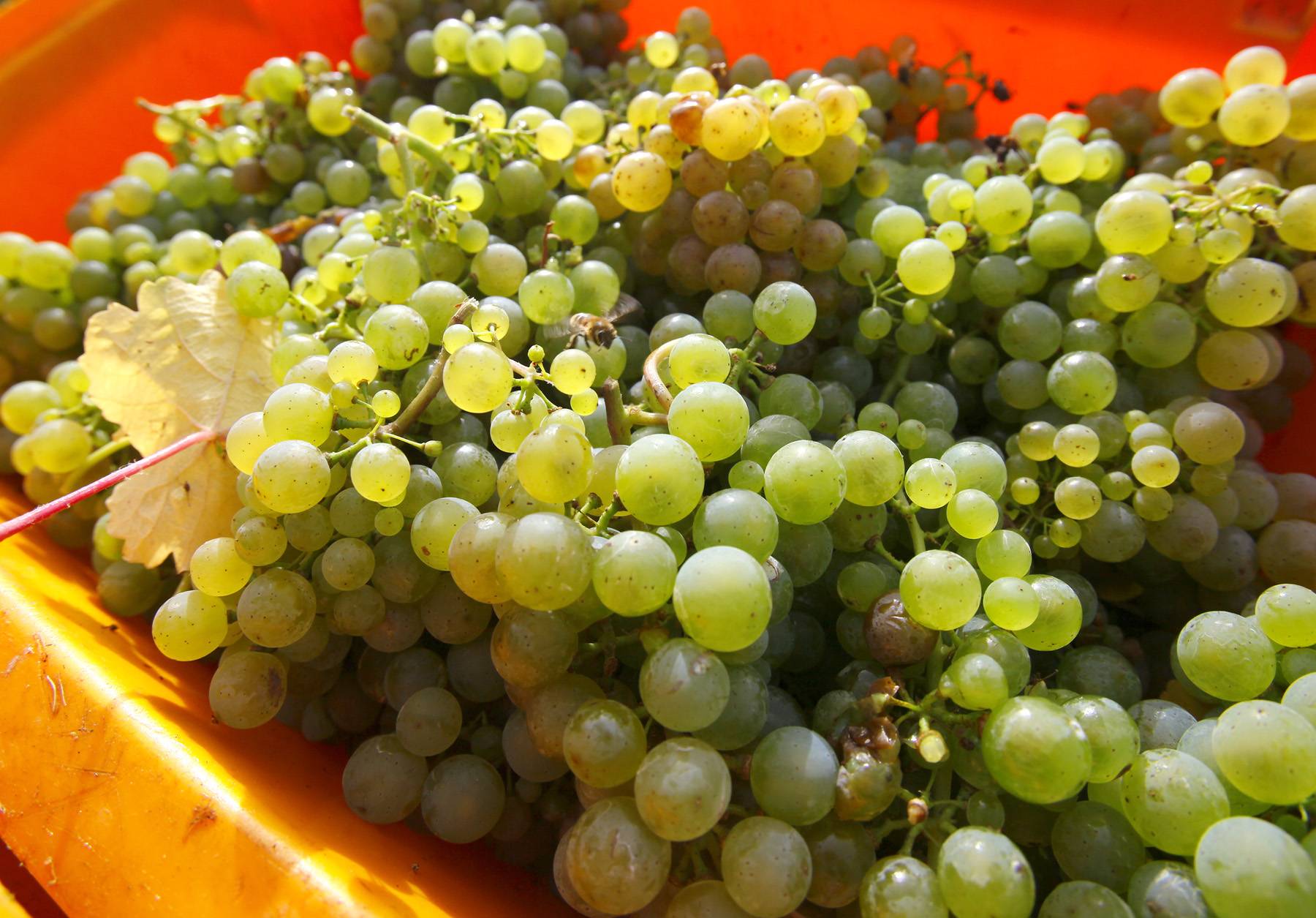 Grape Delight - Here's - Image 9 from Juicing Recipes | BET