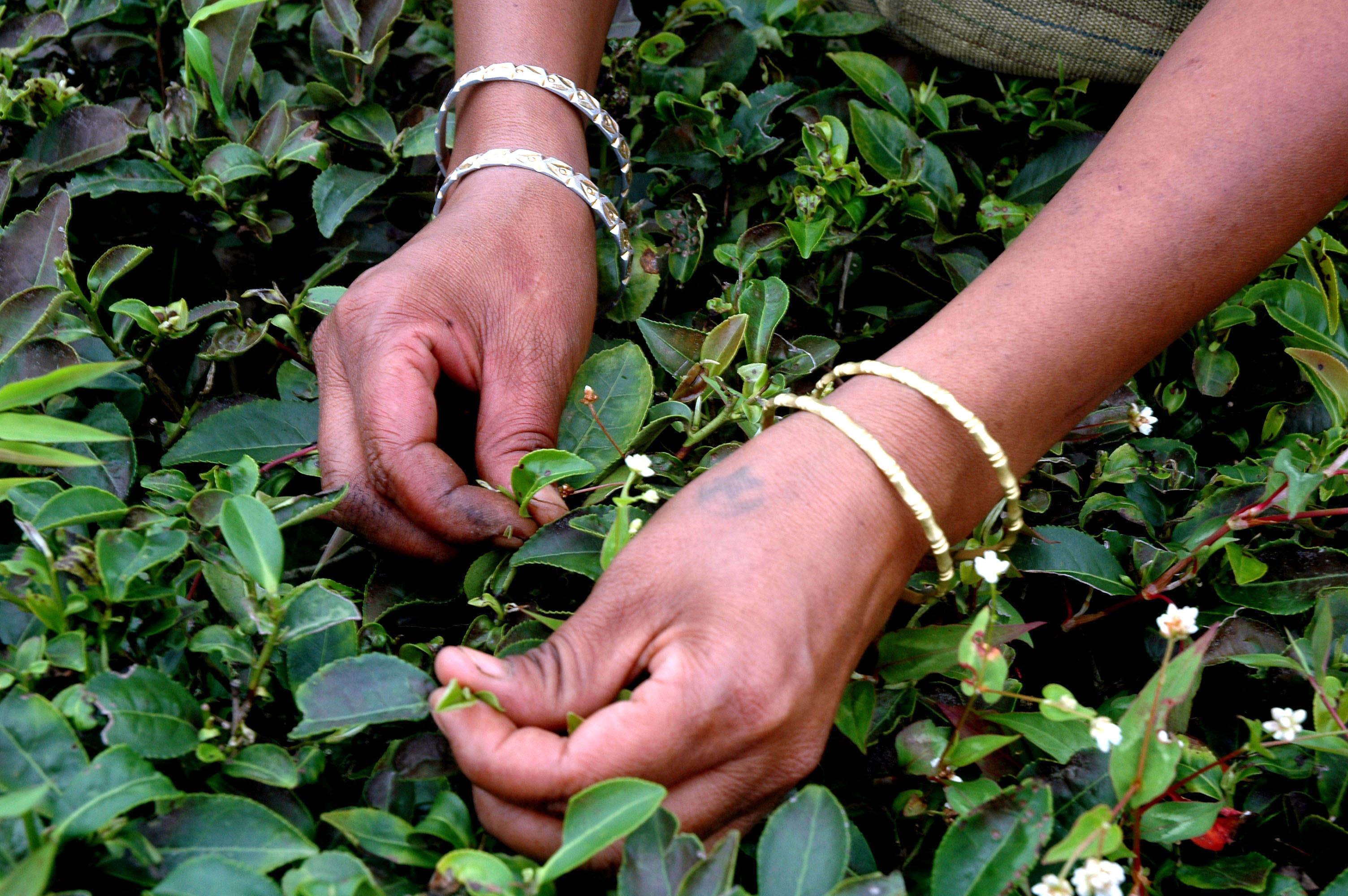 Community Gardens Can Transform Blighted Areas Into Urban Oases | News ...