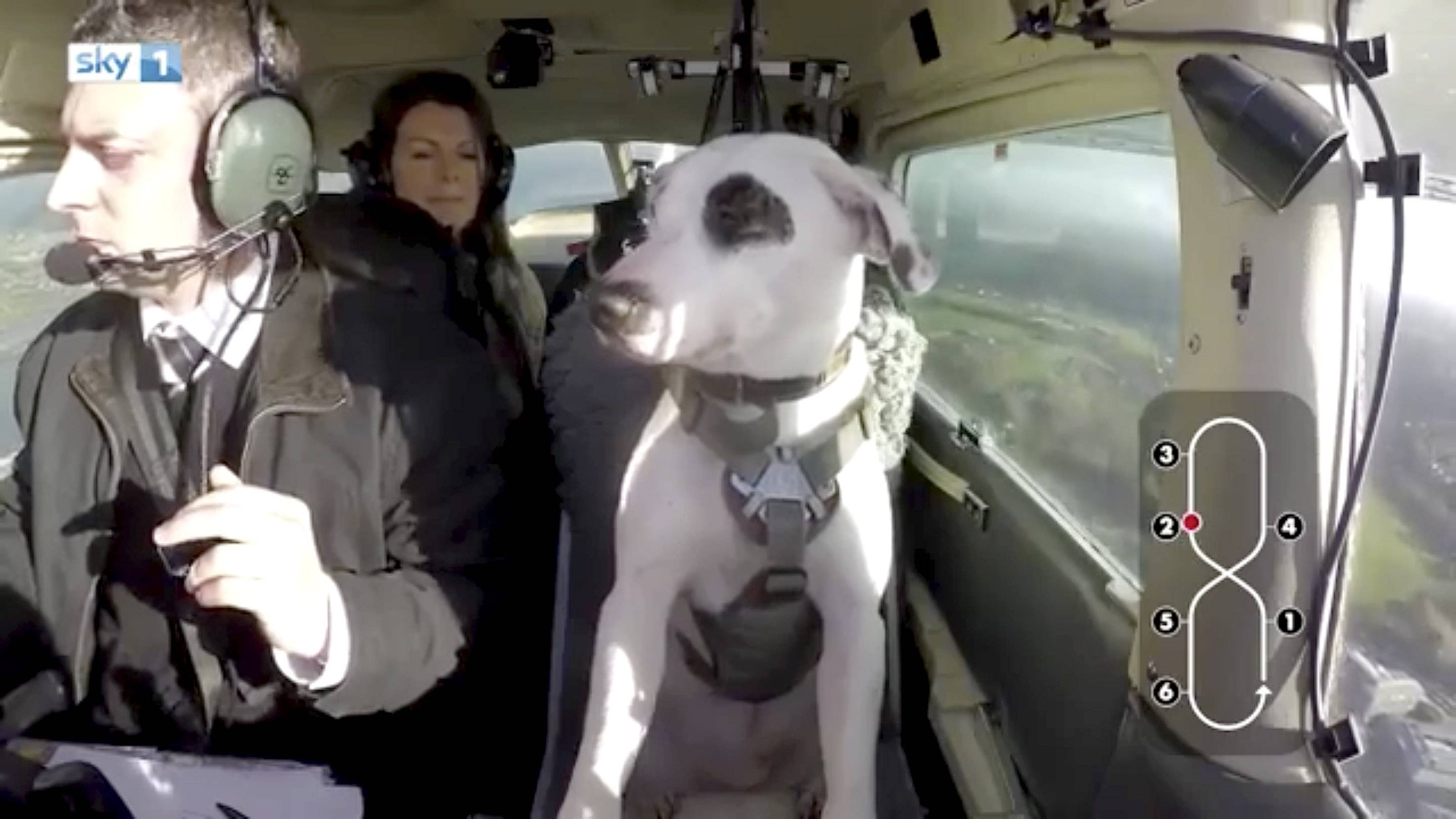 [Watch] Teaching an Old Shelter Dog the New Trick of Flying a Plane ...