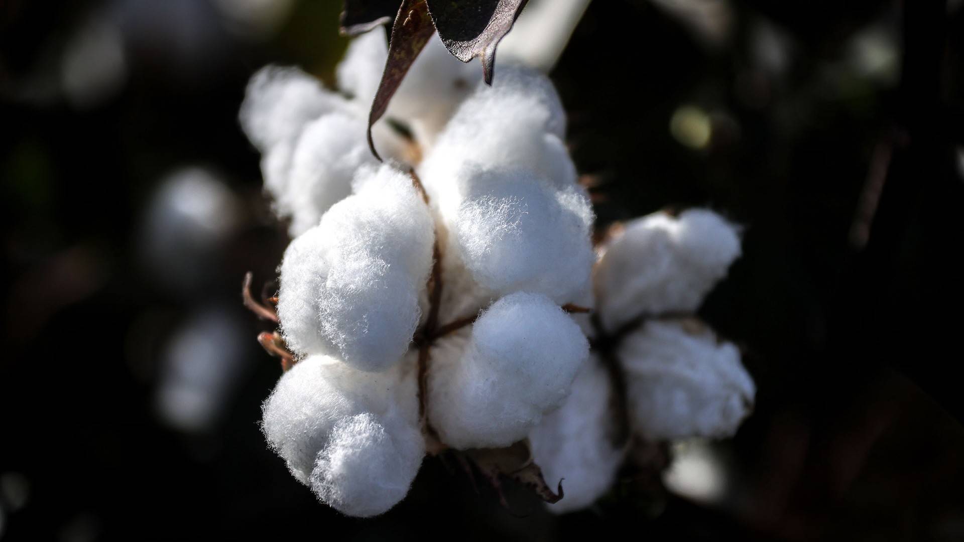 White Upstate NY Teacher Makes Black Students Pick Cotton, Wear ...