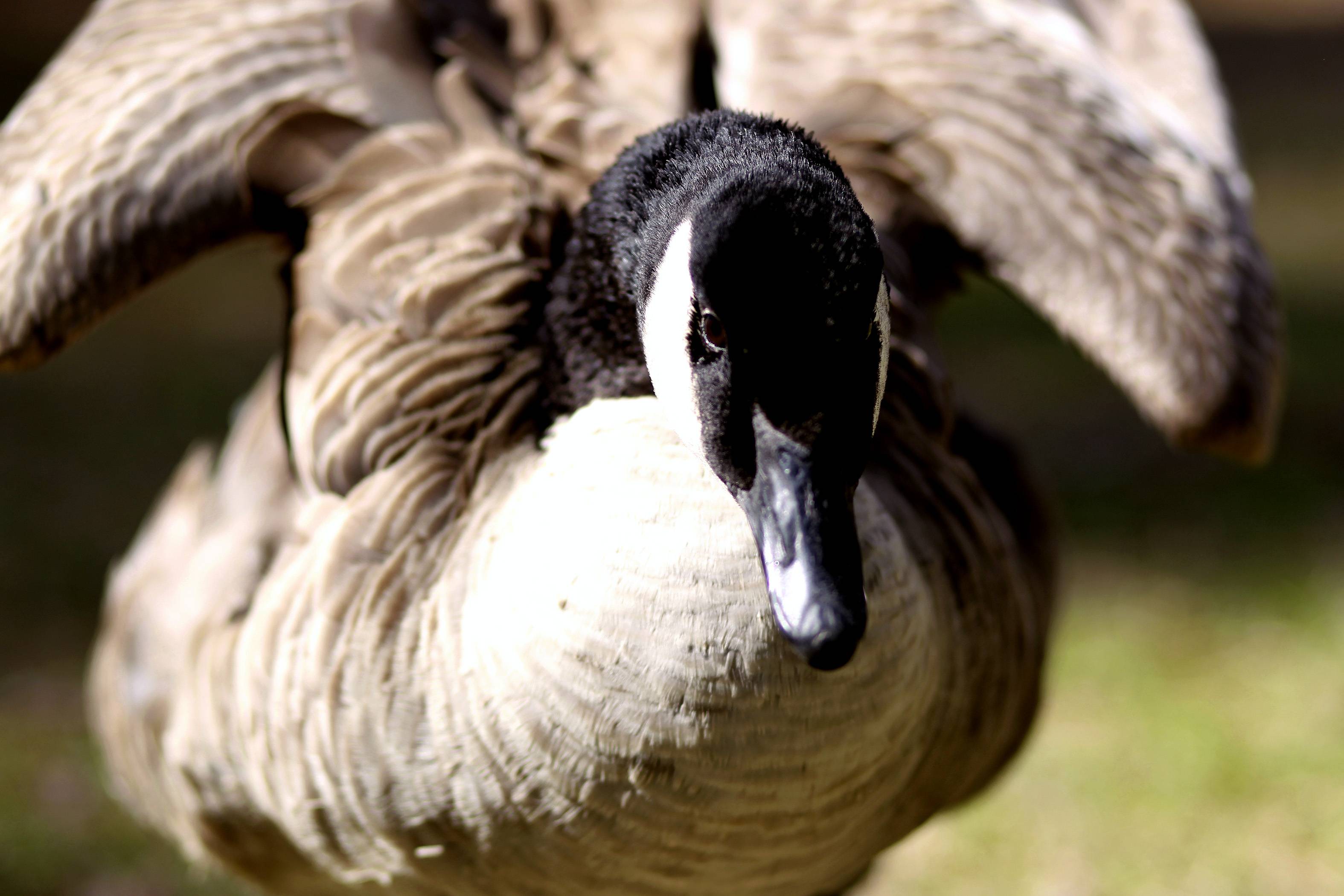 [Photos] You'll Never Doubt the Horror of a Goose Attack After Seeing ...