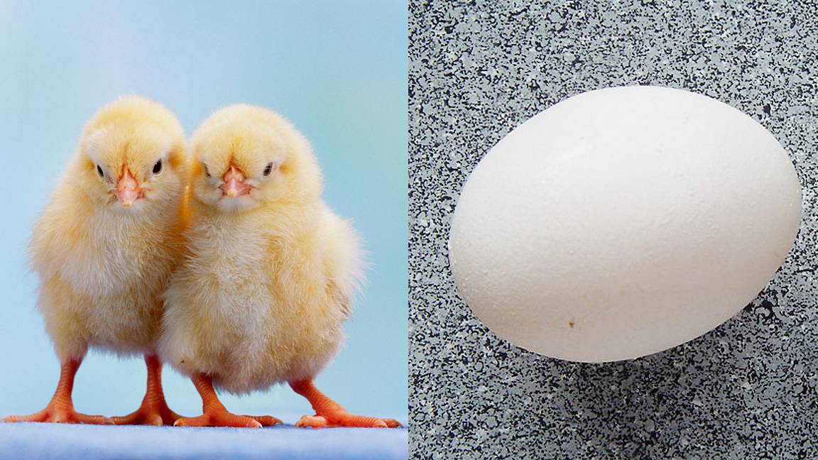 Chicken vs. the Egg - Image 12 from Humorous Debates Throughout History ...