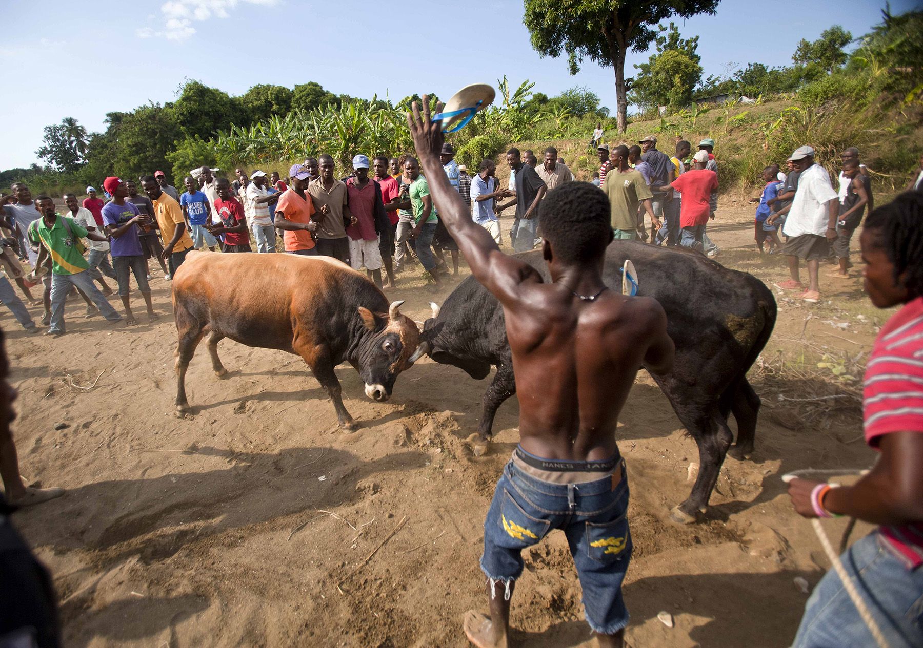 Occasional Gore - The - Image 6 from Haiti's Bull Fighting Culture ...