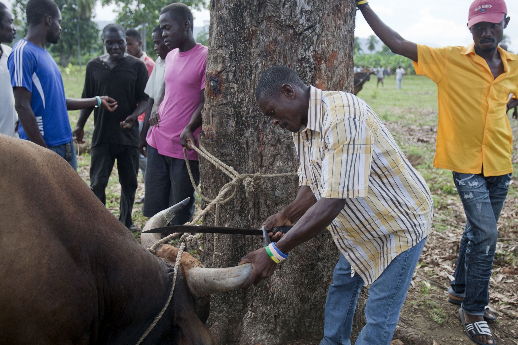 A Dollar and a - Image 10 from Haiti's Bull Fighting Culture Brings ...