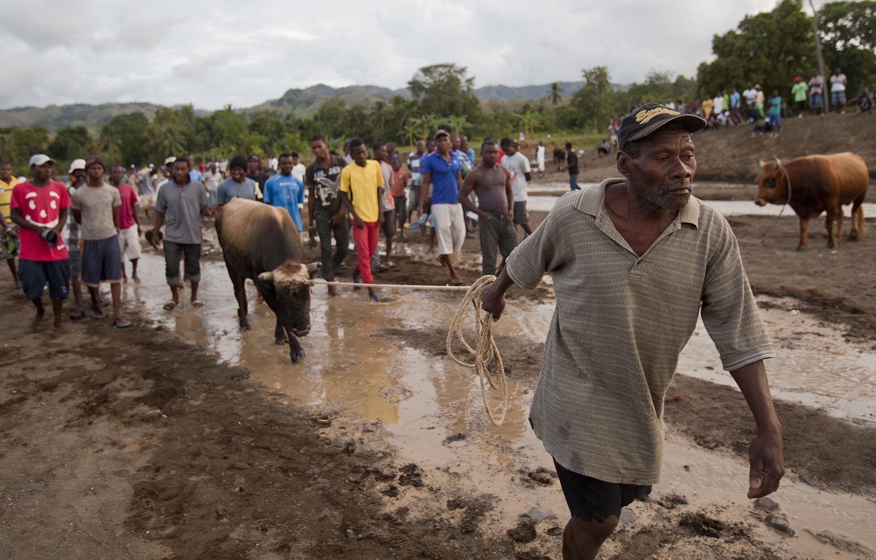 The Pay Off - - Image 12 from Haiti's Bull Fighting Culture Brings ...