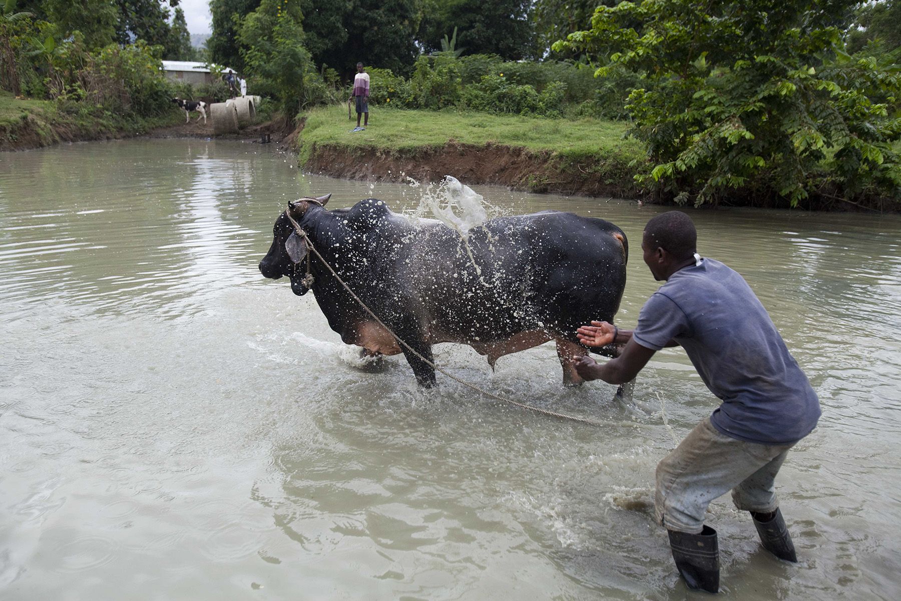 Big Pots - Pots - Image 11 from Haiti's Bull Fighting Culture Brings ...