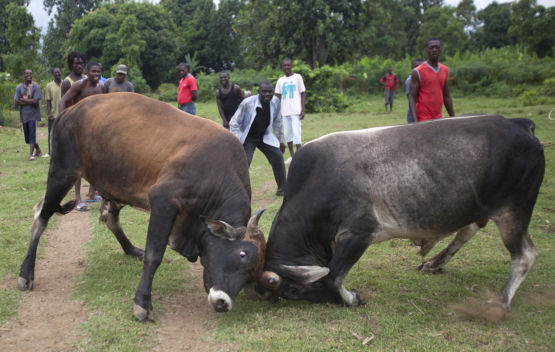 Clash of the Bovines - Image 3 from Haiti's Bull Fighting Culture ...
