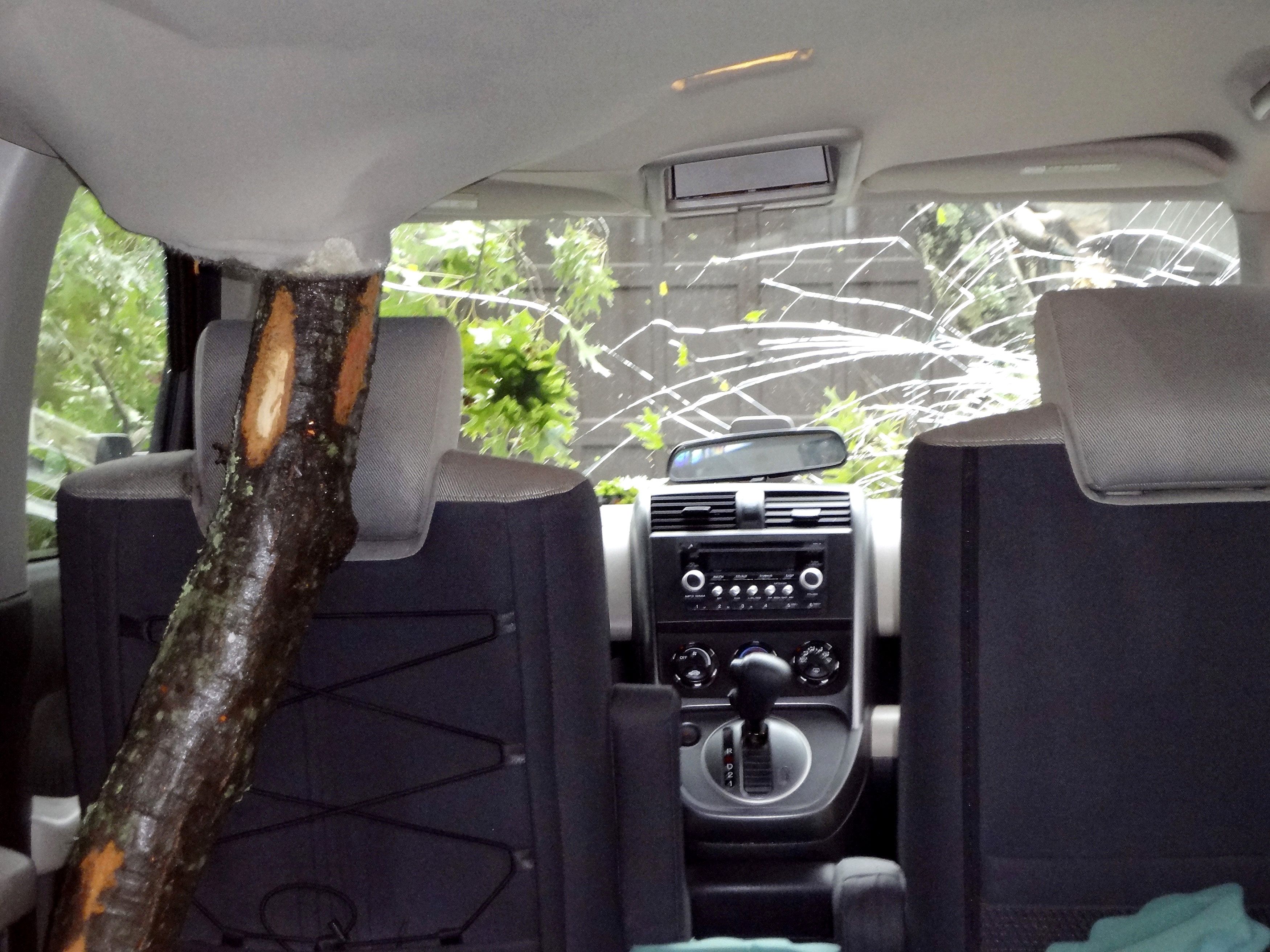 Irene Winds Pierce Tree - Image 11 from Photos: Hurricane Irene | BET
