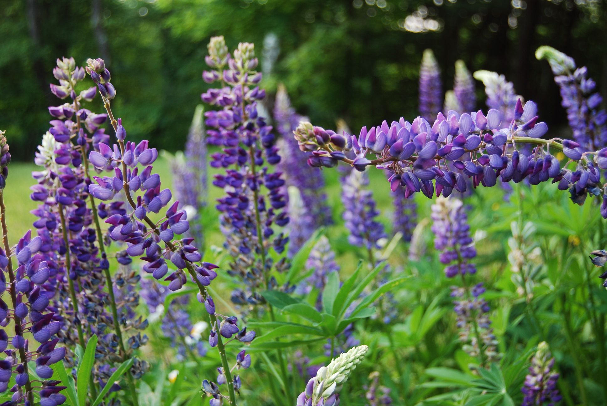 Ready, Set, Go Green - Image 8 from Food for Thought: Fall and Winter ...